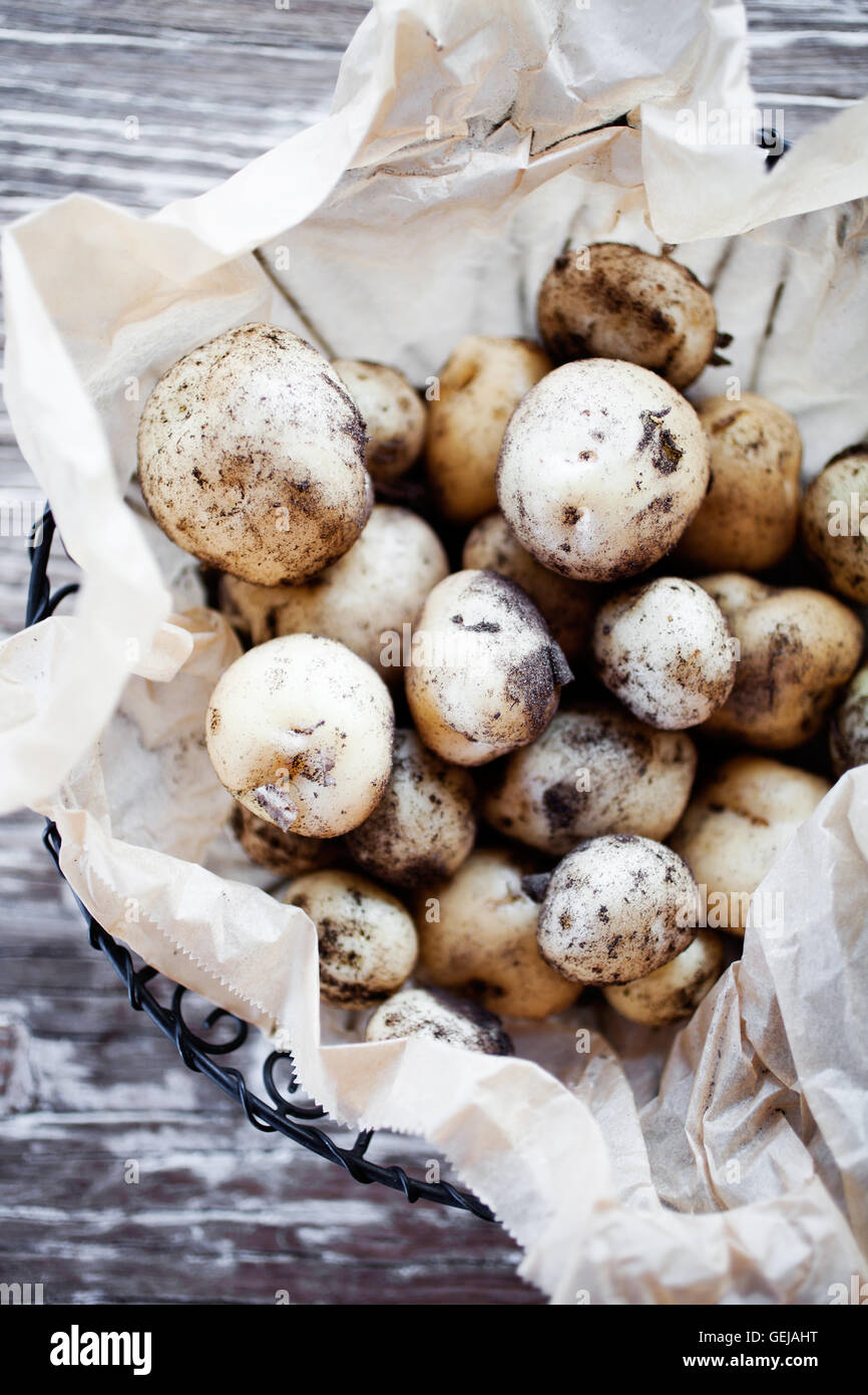 Homegrown freshly picked small potatoes Stock Photo - Alamy
