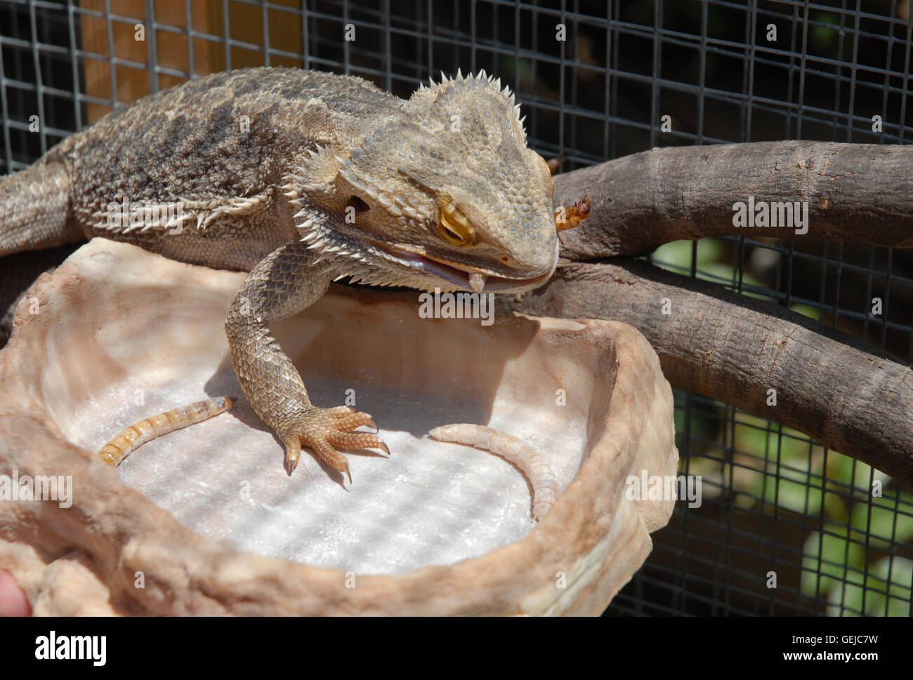 Baby Bearded Dragons Eating