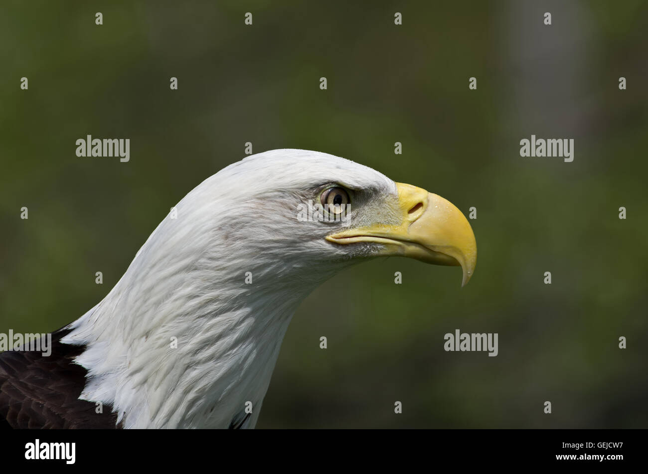 Bald Eagle is the National bird of the USA Stock Photo - Alamy