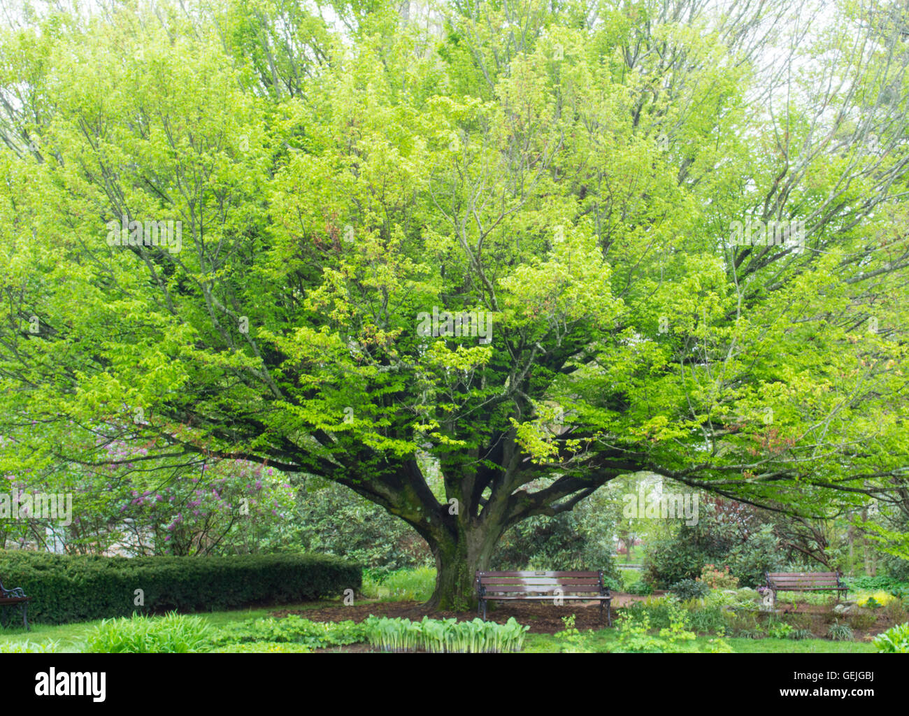 Old oak tree Stock Photo - Alamy