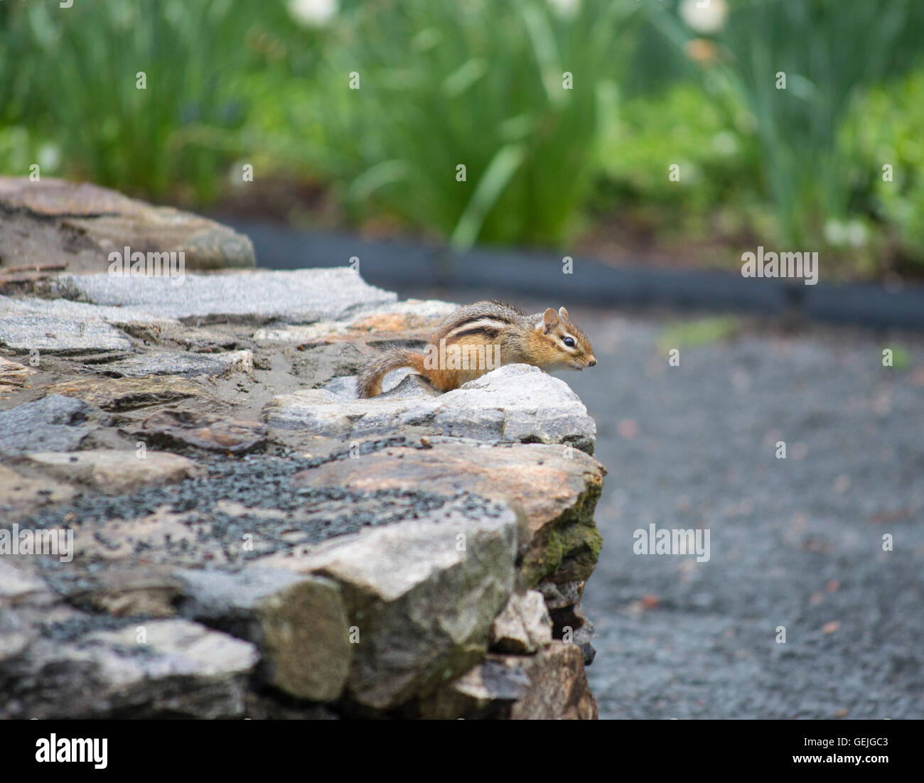 Chipmunk in the park Stock Photo - Alamy