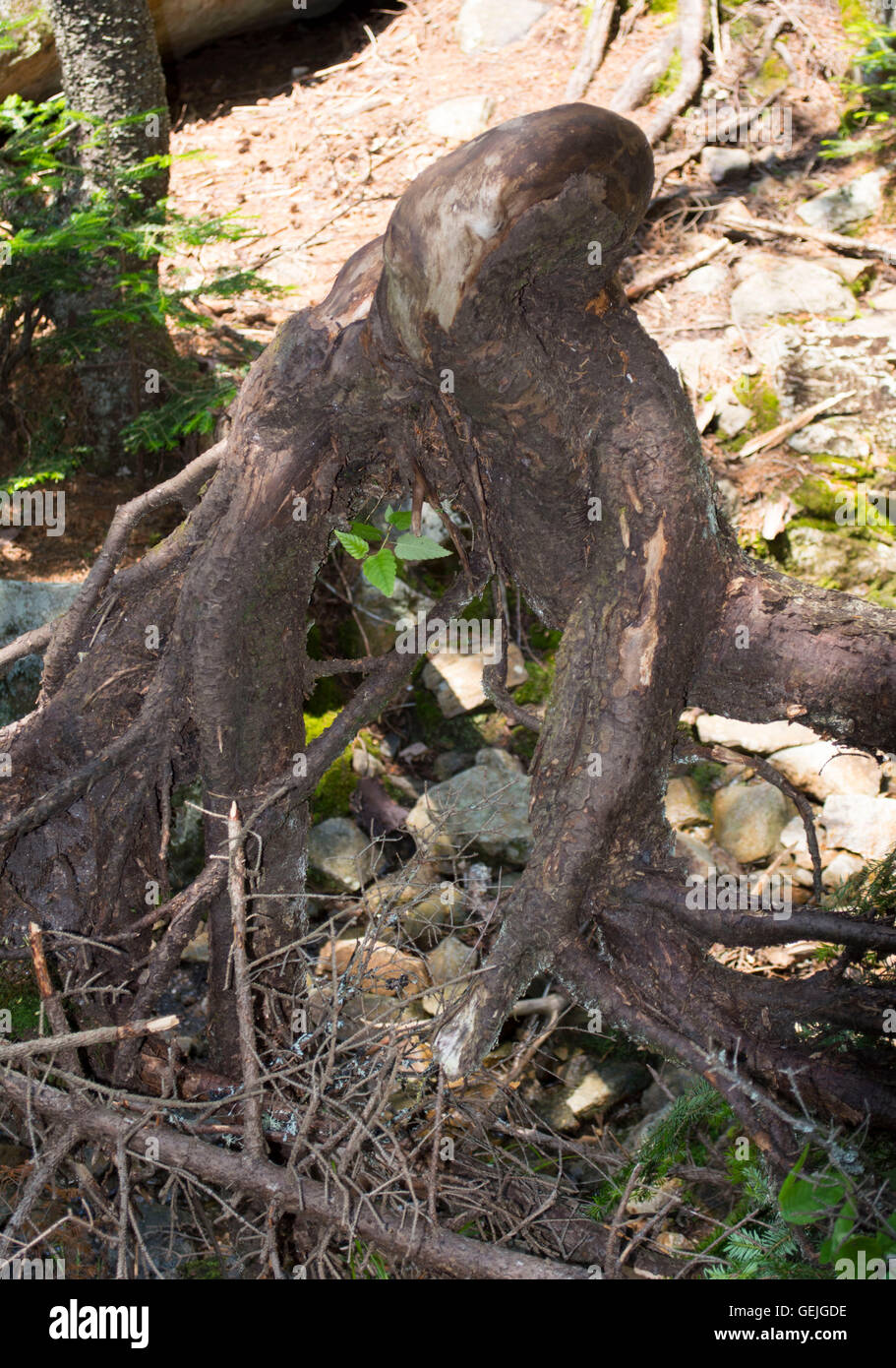 Wild root of the tree Stock Photo - Alamy