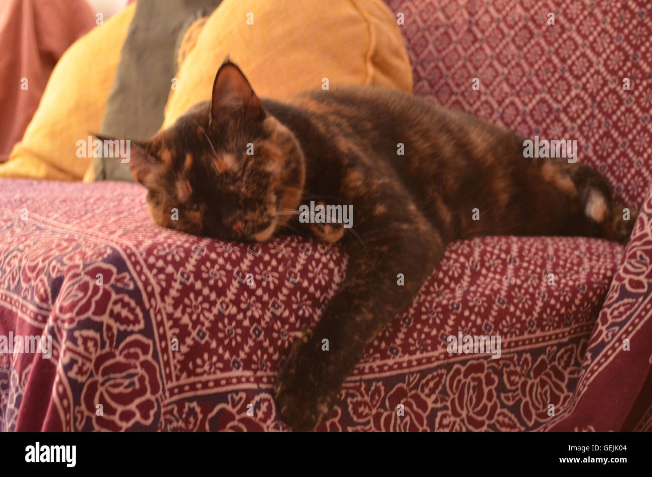 Brindle cat hi-res stock photography and images - Alamy