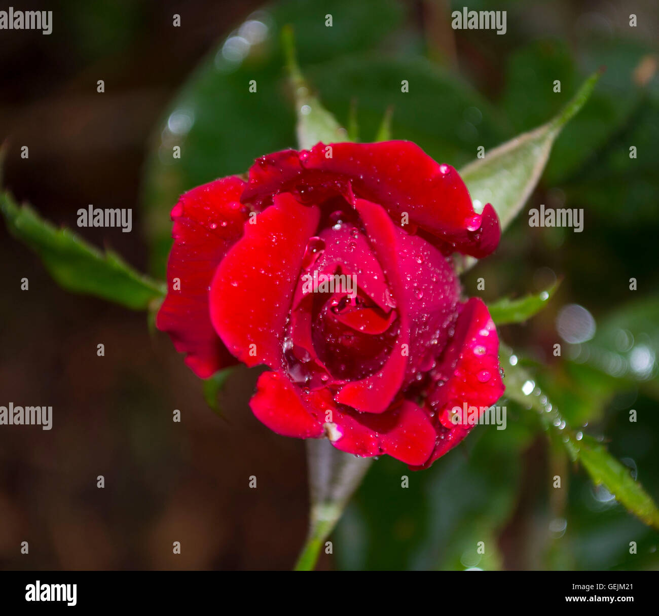 Red rose after rain Stock Photo - Alamy
