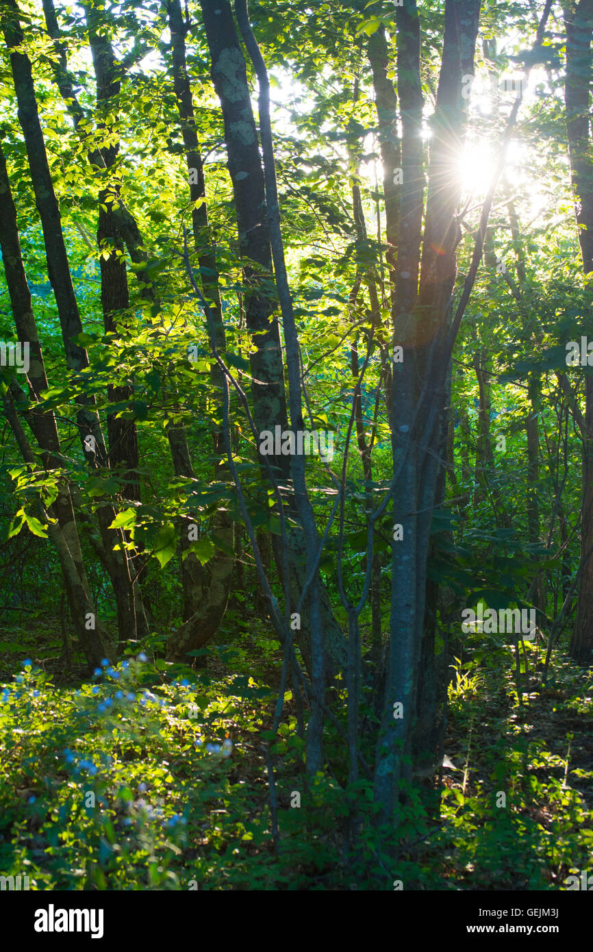 Sunlight through the woods hi-res stock photography and images - Alamy