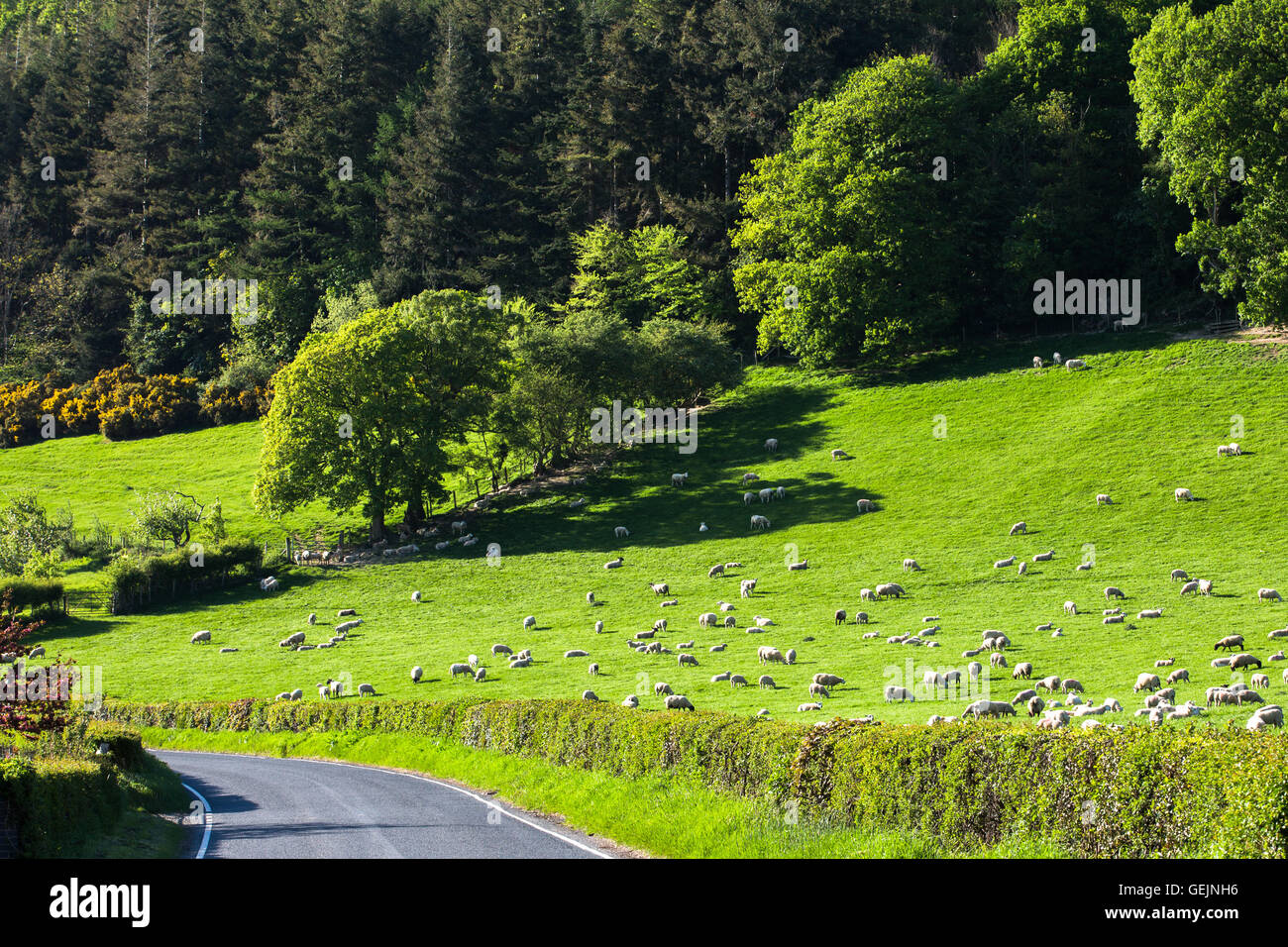 Trees alongside road hi-res stock photography and images - Alamy