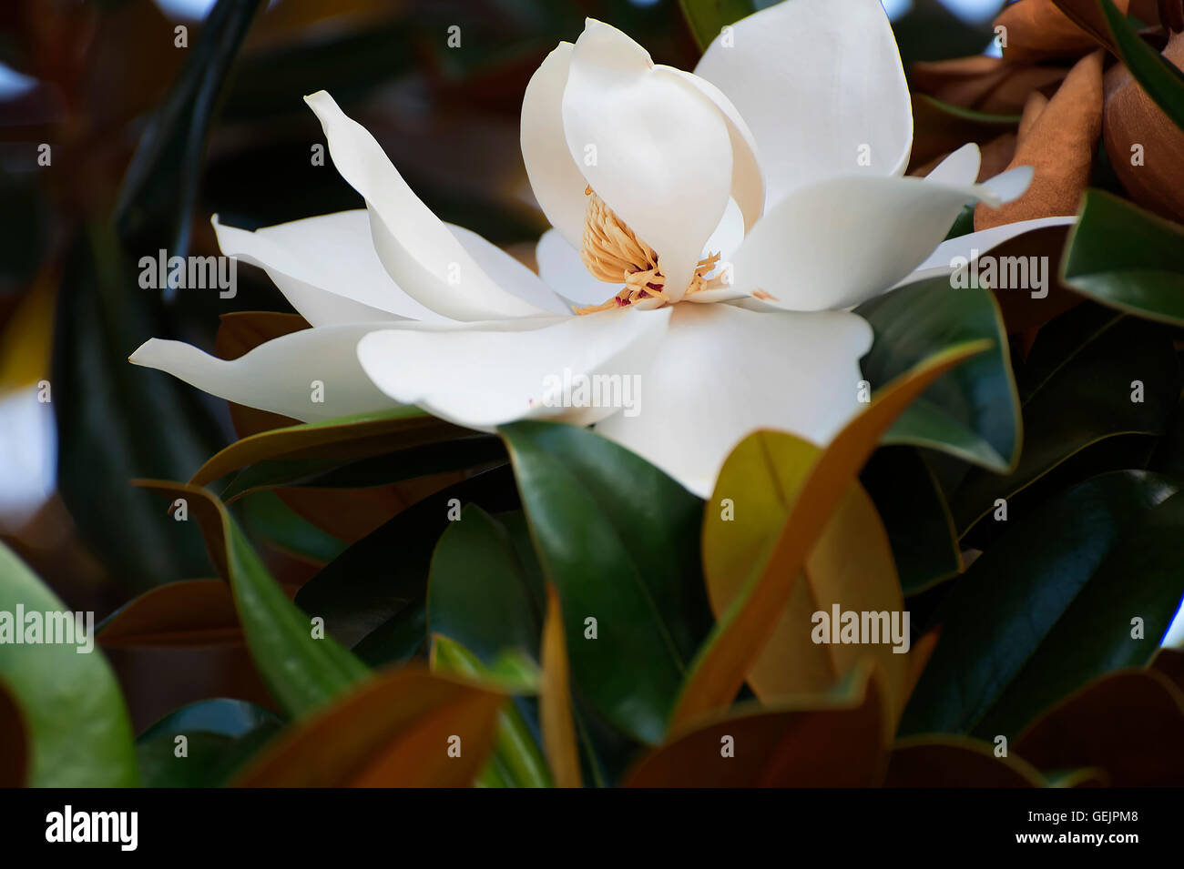 Magnolias in park in Orlando which is a city in the U.S. state of ...