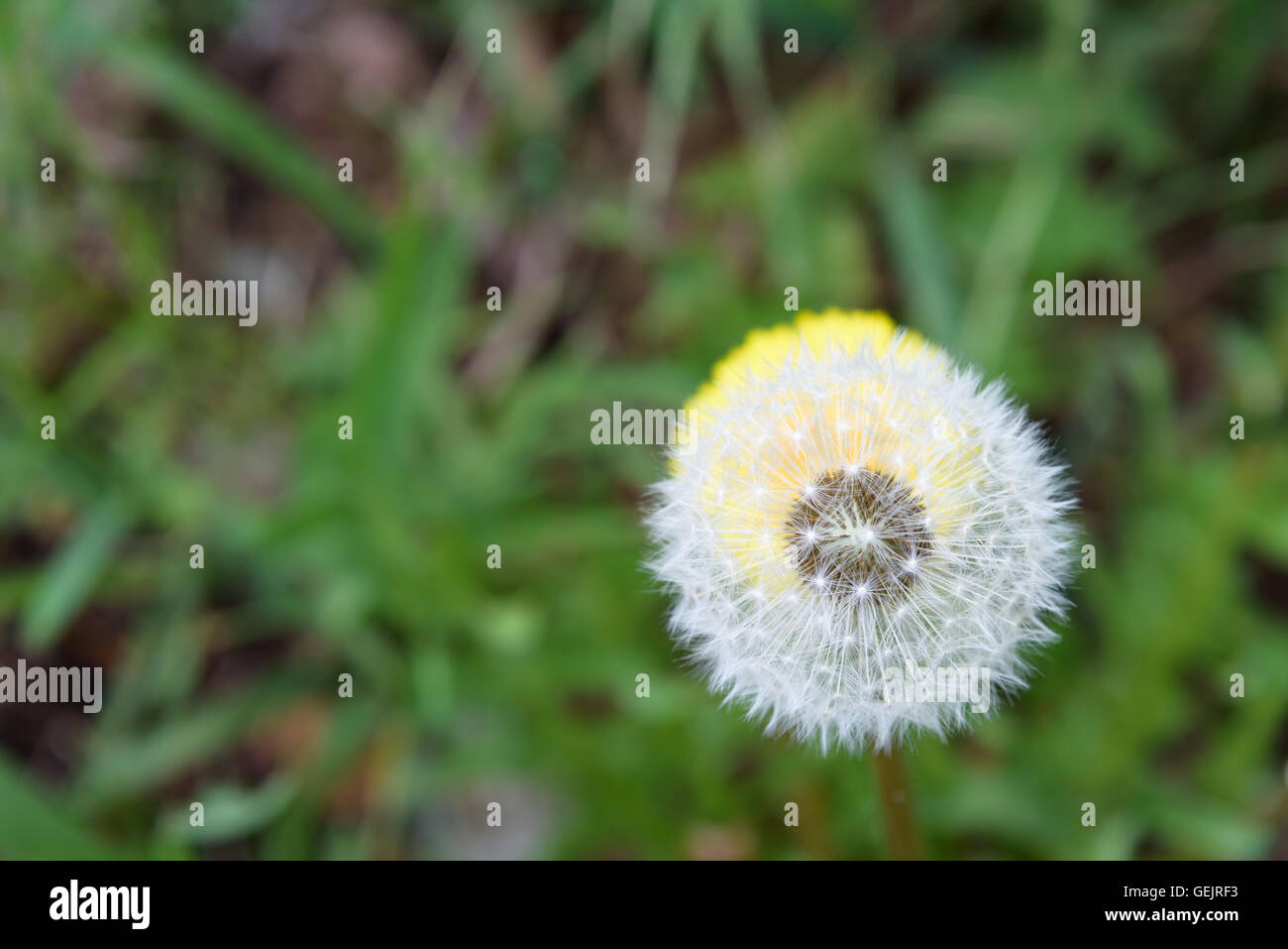 Closeup of dandelion in full seed, with dandelion flower behind Stock ...
