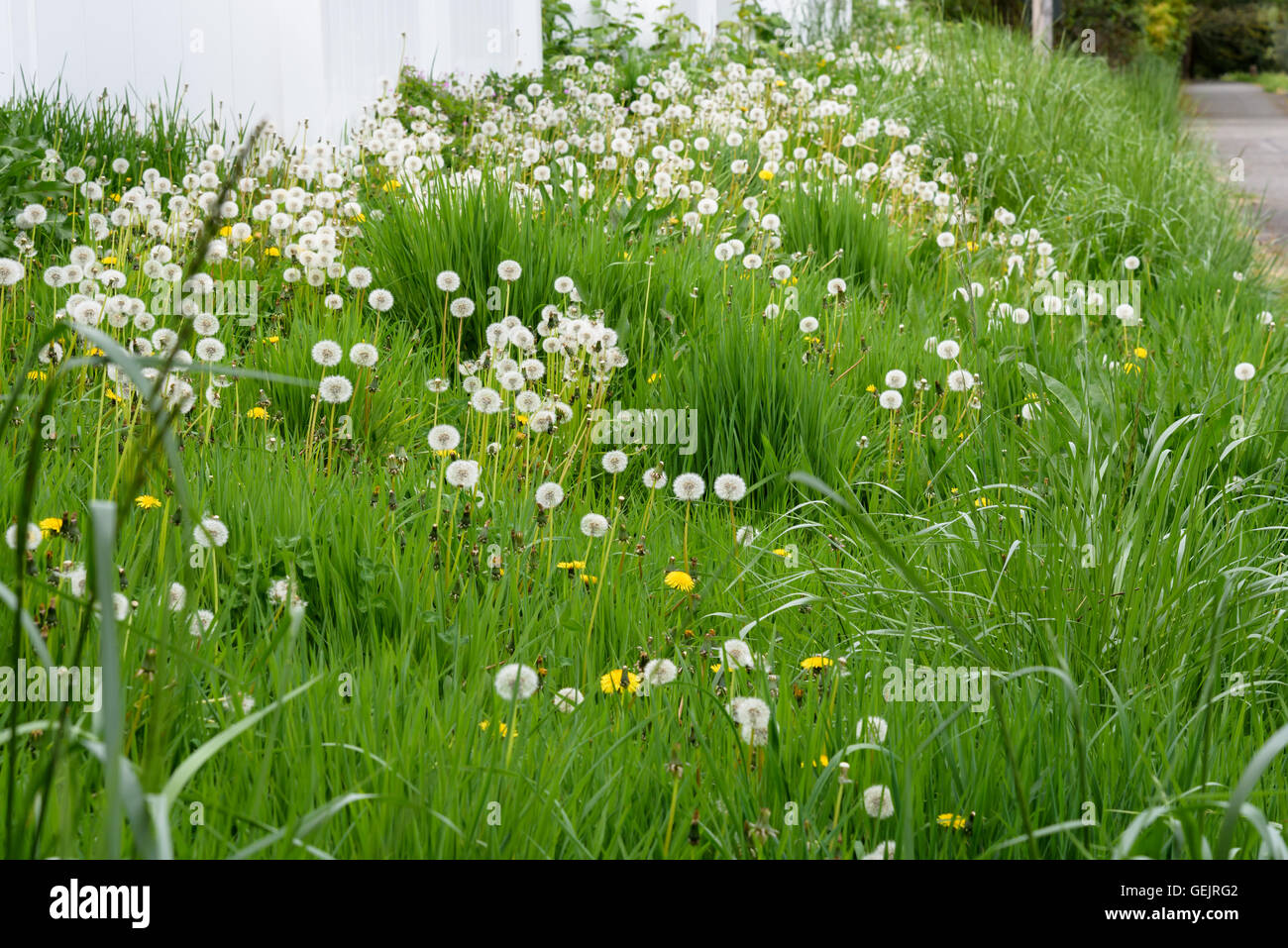 Dandelions life cycle hi-res stock photography and images - Alamy