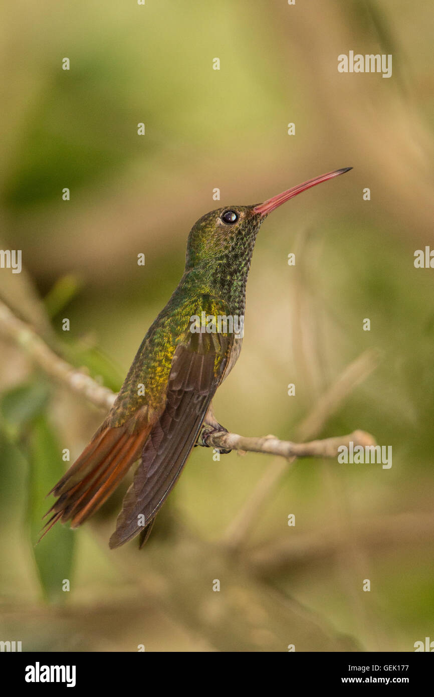 Hugh ramsey bird buff bellied hummingbird nature wildlife hi-res stock ...