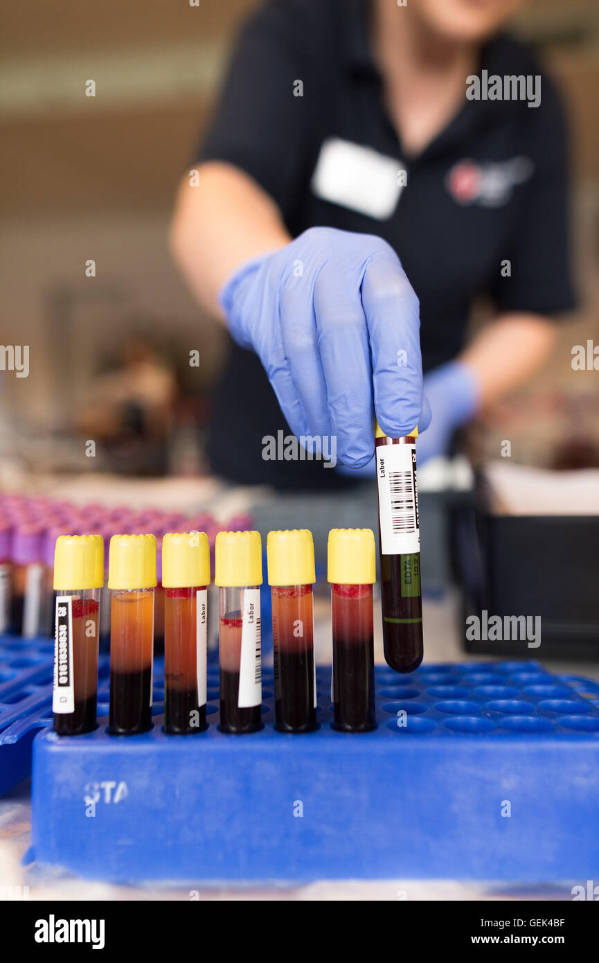 A helper sorts a blood donation into a container for a laboratory test ...