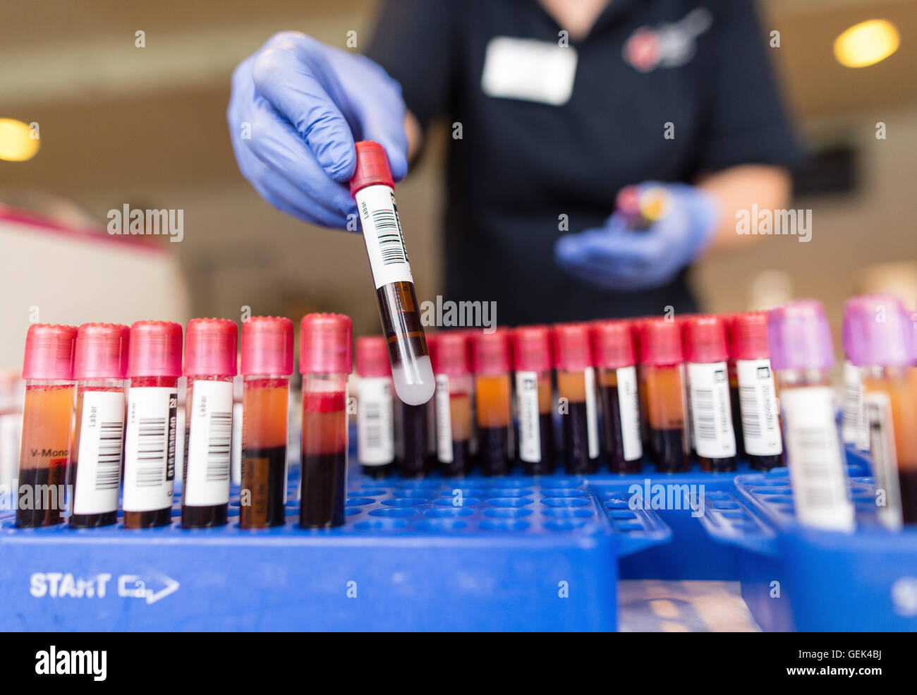 A helper sorts a blood donation into a container for a laboratory test ...