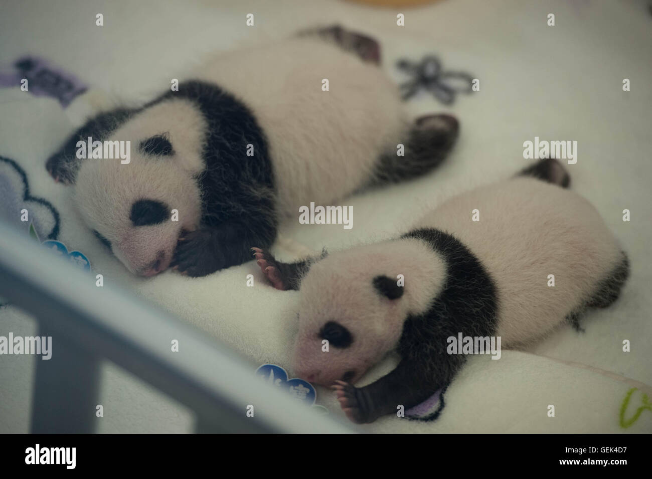 Macao. 26th July, 2016. Photo taken on July 26, 2016 shows giant panda ...