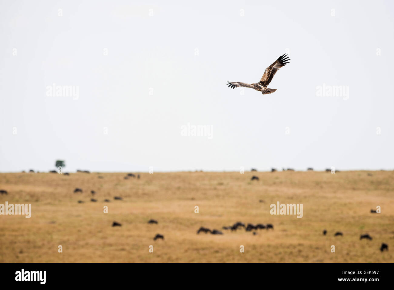 Great eagle center hi-res stock photography and images - Alamy