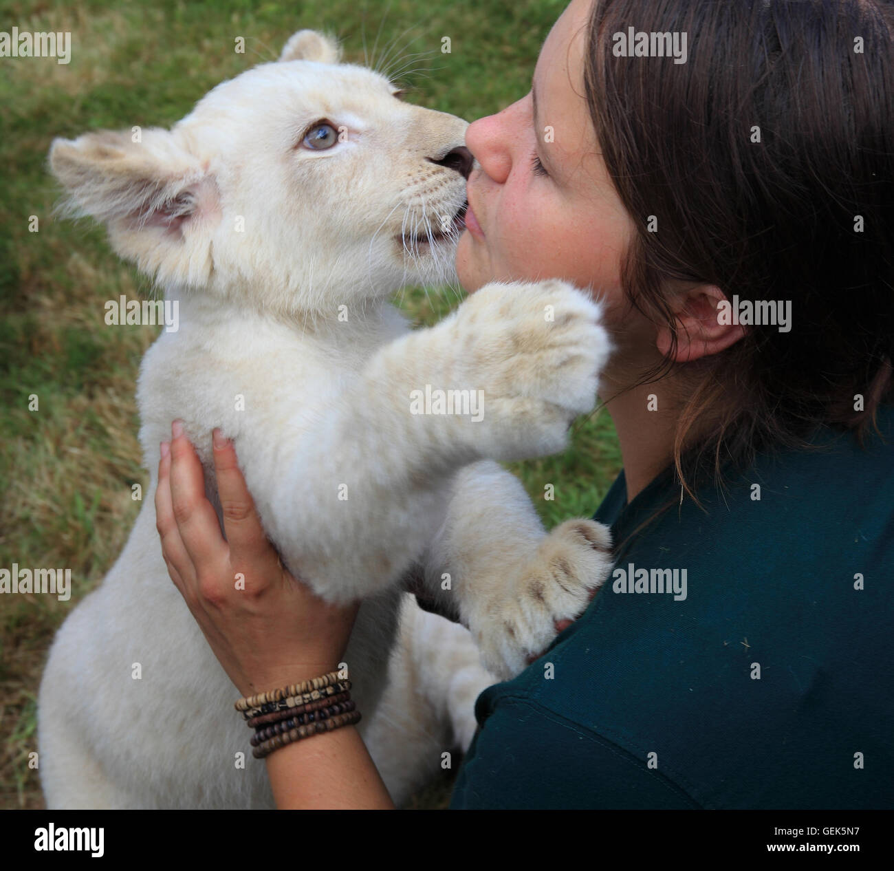 Lions hugging hi-res stock photography and images - Alamy