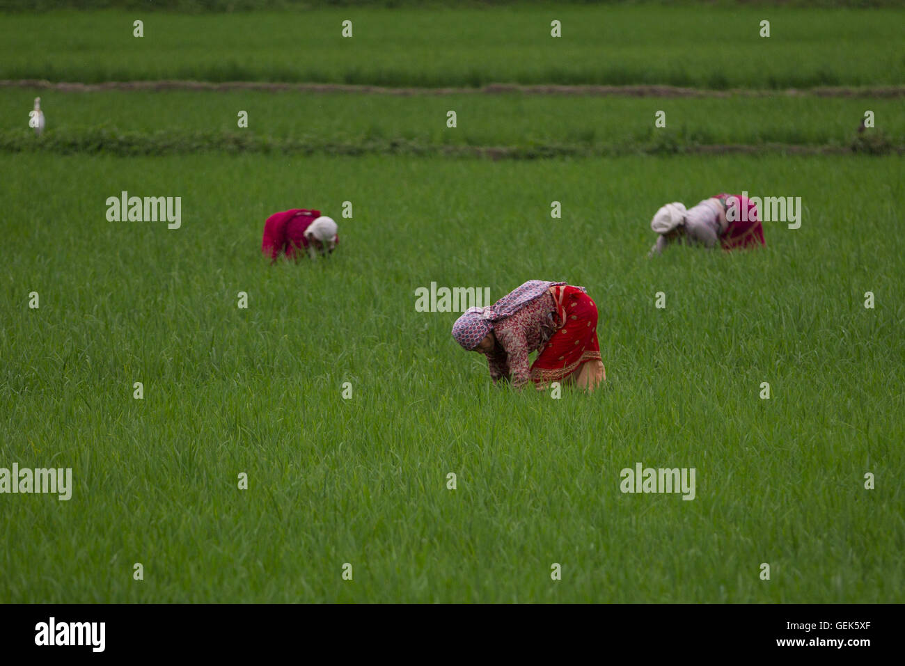 Nepalese weed hi-res stock photography and images - Alamy