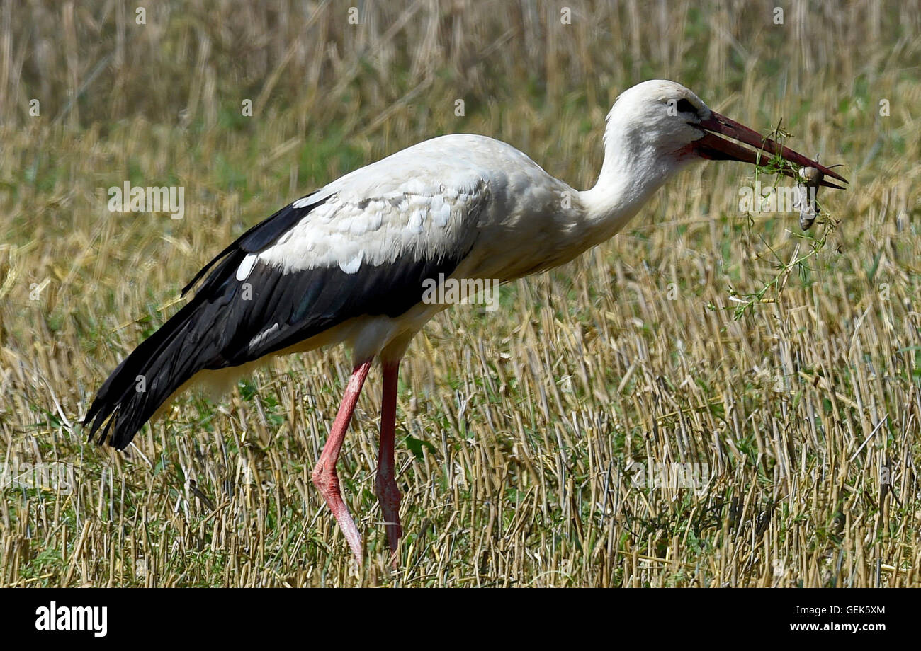Poggenhagen, Germany. 26th July, 2016. A stork eating a mouse on a ...