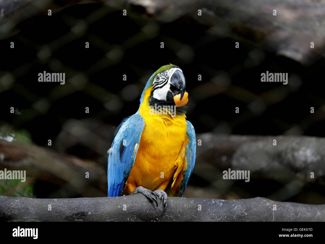 Yangon zoo hi-res stock photography and images - Alamy