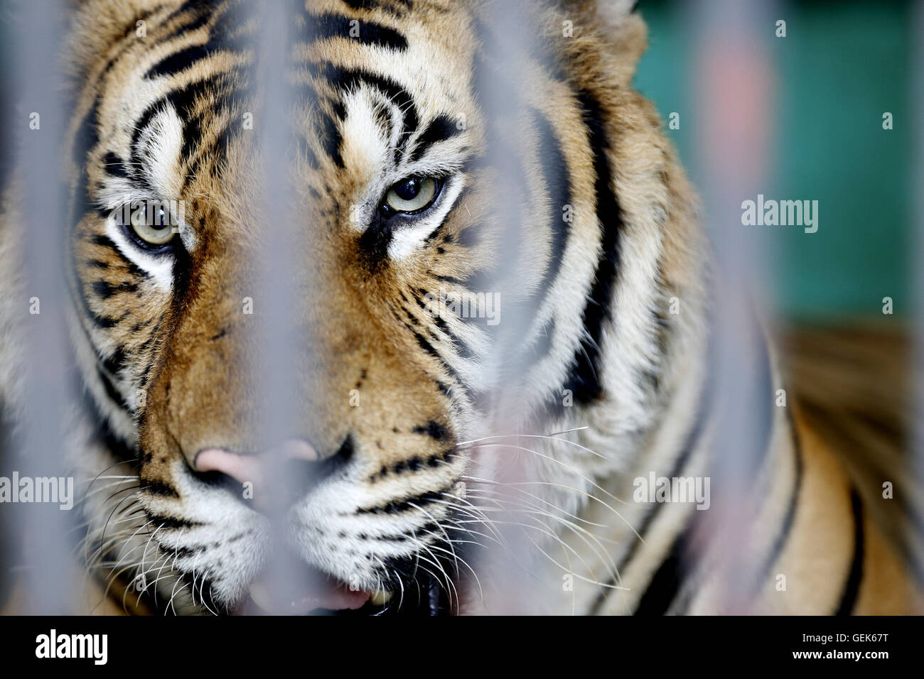 Yangon zoo hi-res stock photography and images - Alamy