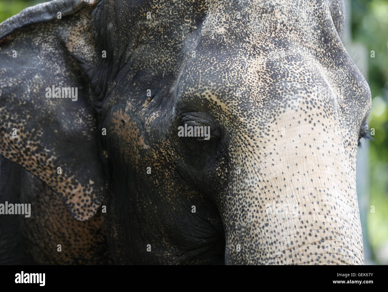 Yangon. 26th July, 2016. Photo taken on July 26, 2016 shows an elephant ...