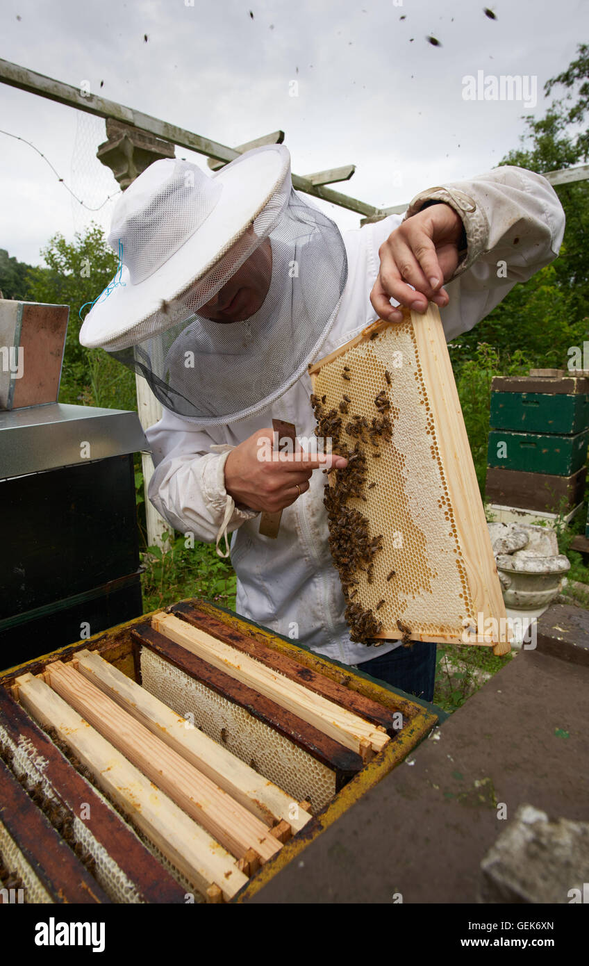 Dortmund, Germany. 8th July, 2016. Beekeeper Erhan Sevis showing his ...
