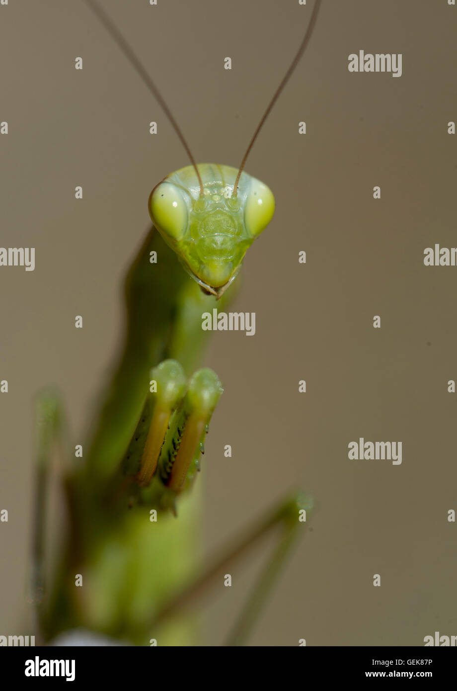 Roseburg, Oregon, USA. 26th July, 2016. A mantis waits to ambush prey ...