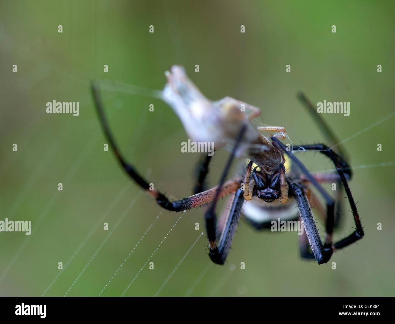Roseburg, Oregon, USA. 26th July, 2016. A yellow garden spider feeds on ...