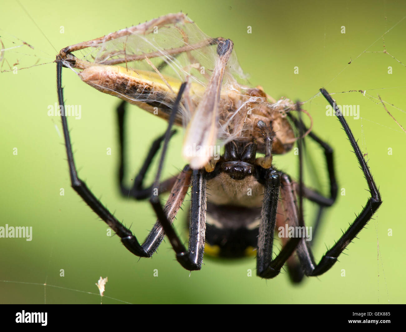 Roseburg, Oregon, USA. 26th July, 2016. A yellow garden spider feeds on ...