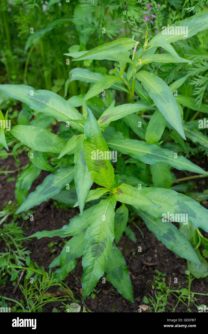 Garden weed redshank persicaria maculosa hi-res stock photography and ...