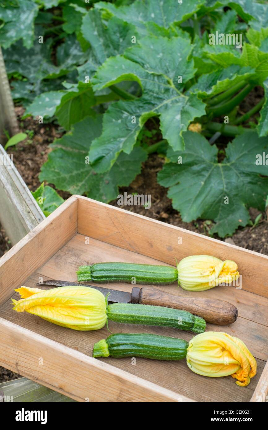 Freshly cut courgettes, 'Defender', with flowers attached Stock Photo ...