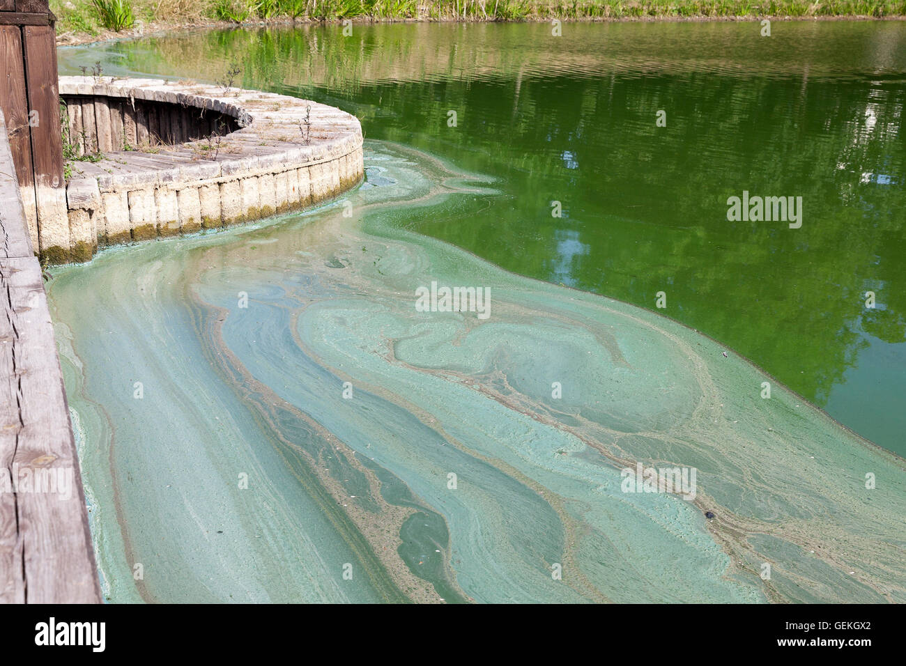 Water in the swamp Stock Photo - Alamy