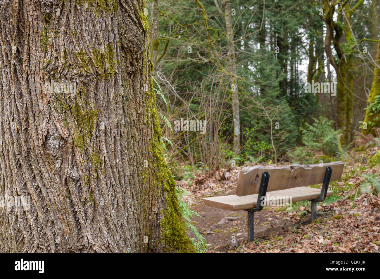 Wood bench in the woods, along the side of a trail Stock Photo - Alamy