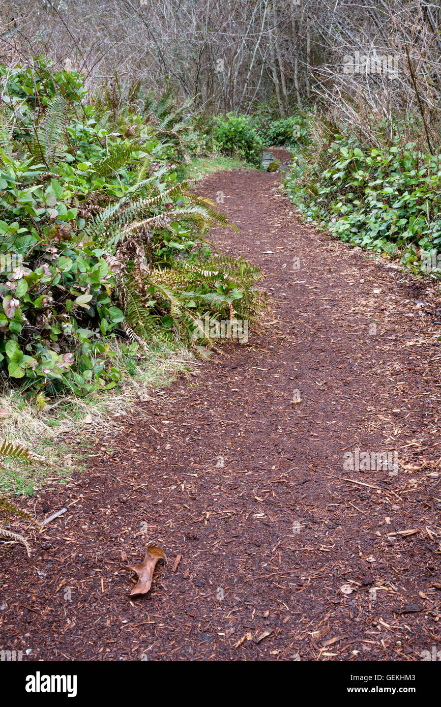 Wet trail in the winter, covered with ground bark and lined by salal ...