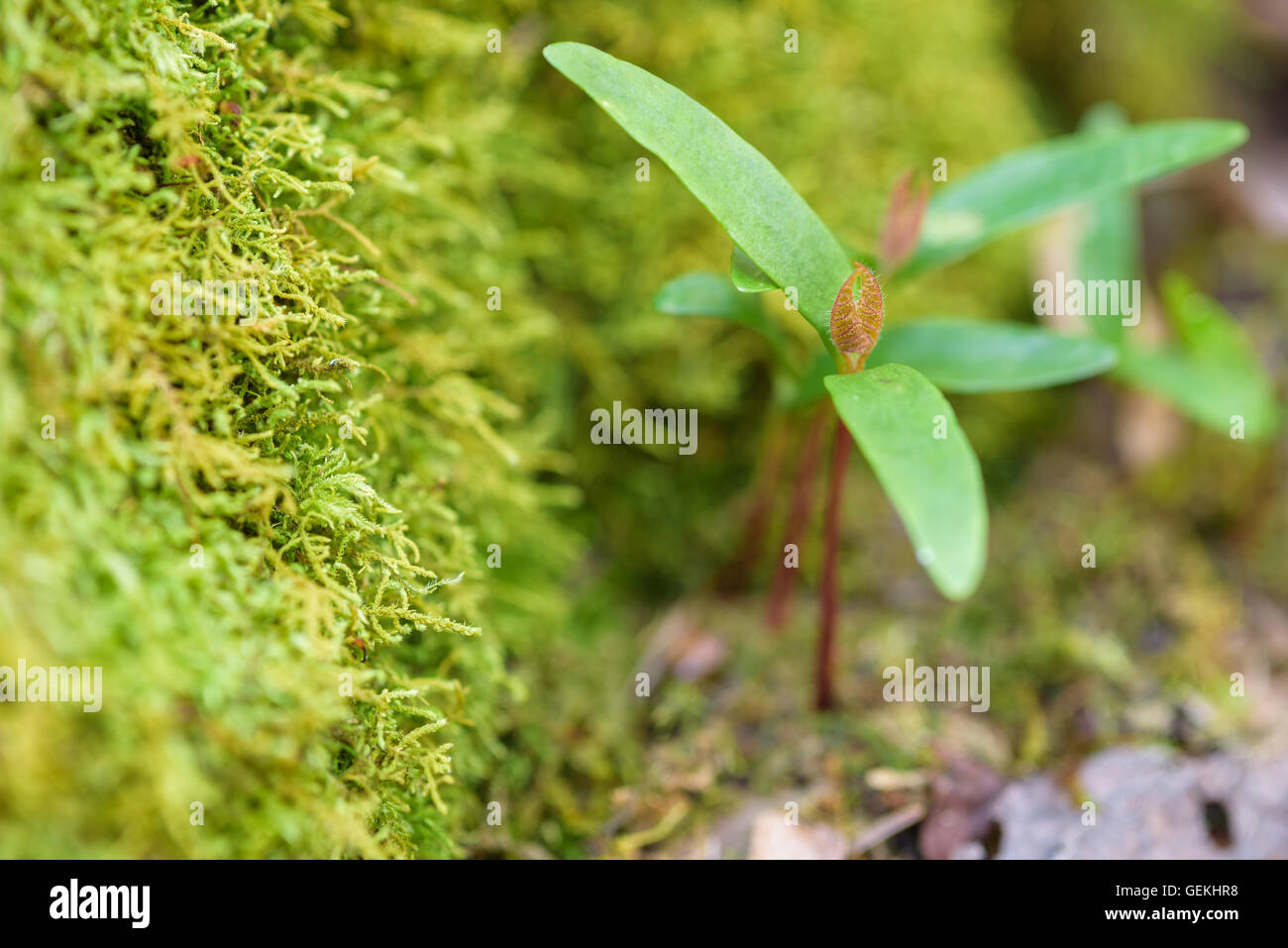 New life and fresh starts, maple tree starts Stock Photo - Alamy