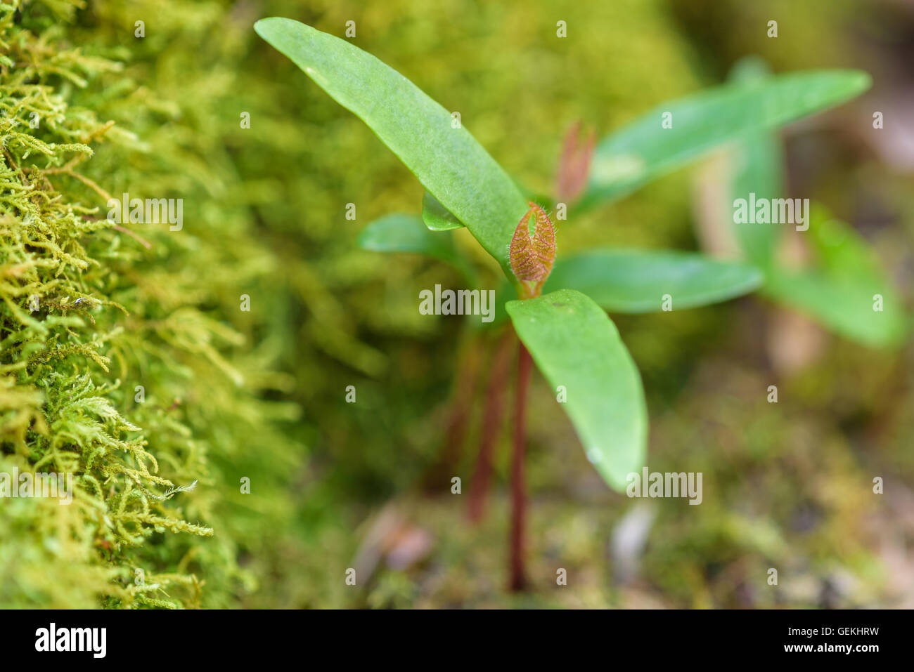 Plant starts hi-res stock photography and images - Alamy