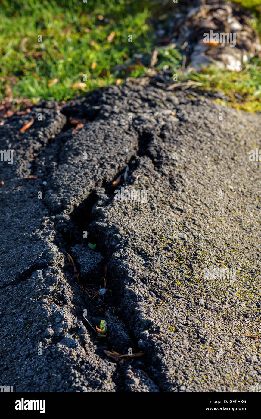 Destructive side of nature, tree root pushing up and cracking an ...
