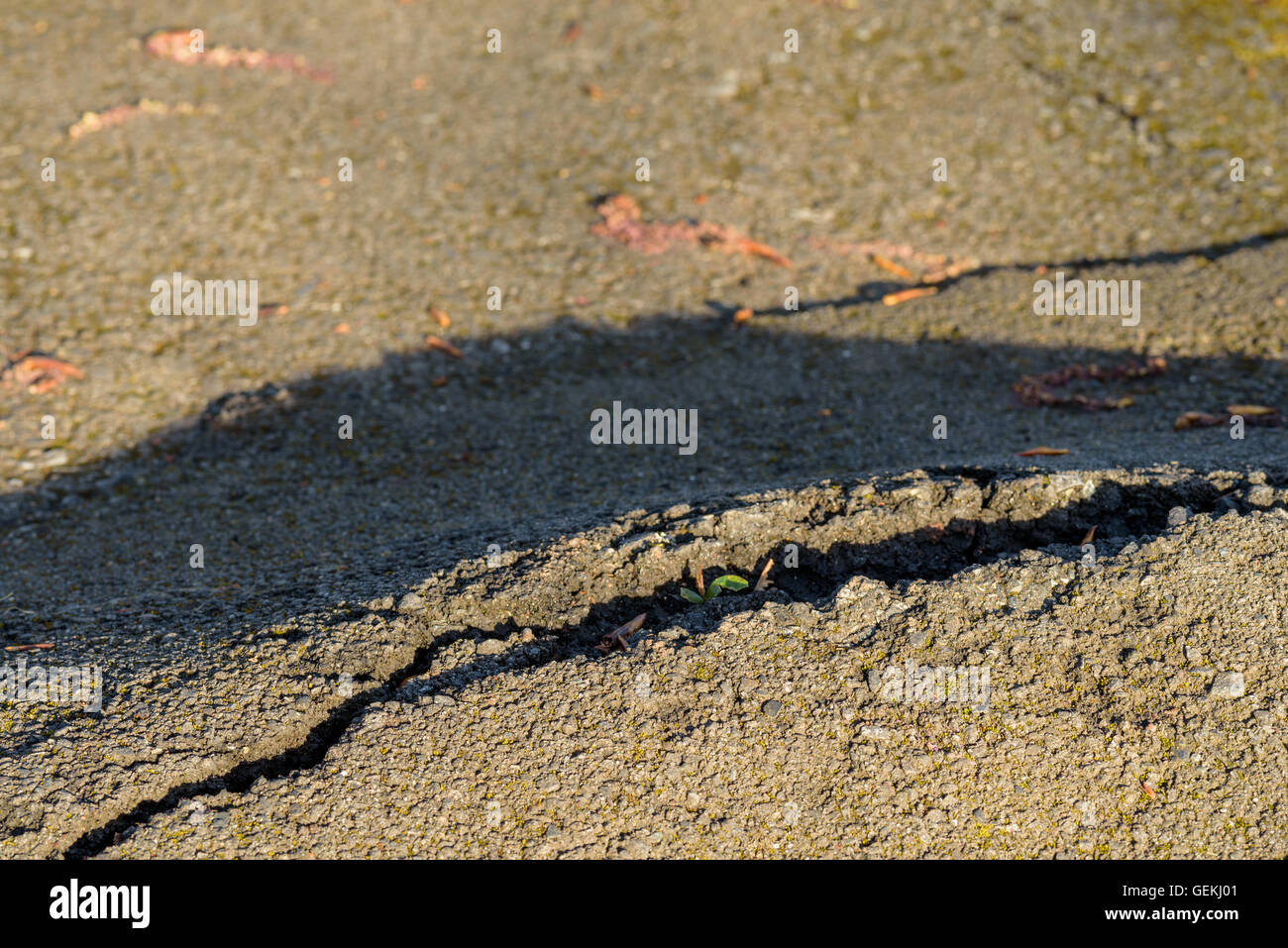 Destructive side of nature, tree root pushing up and cracking an ...
