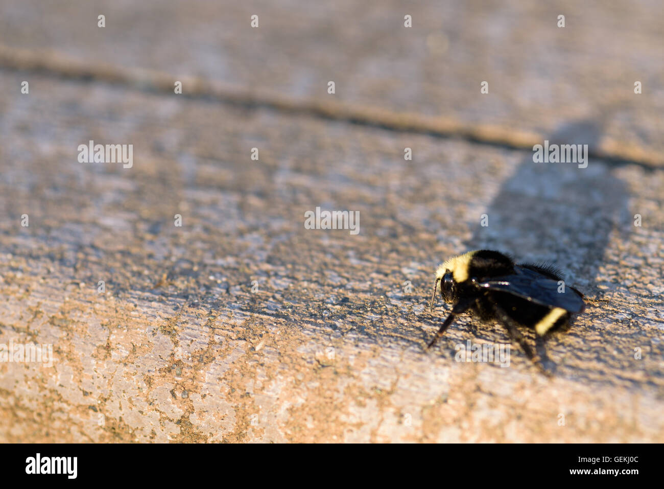 Bee concrete hi-res stock photography and images - Alamy