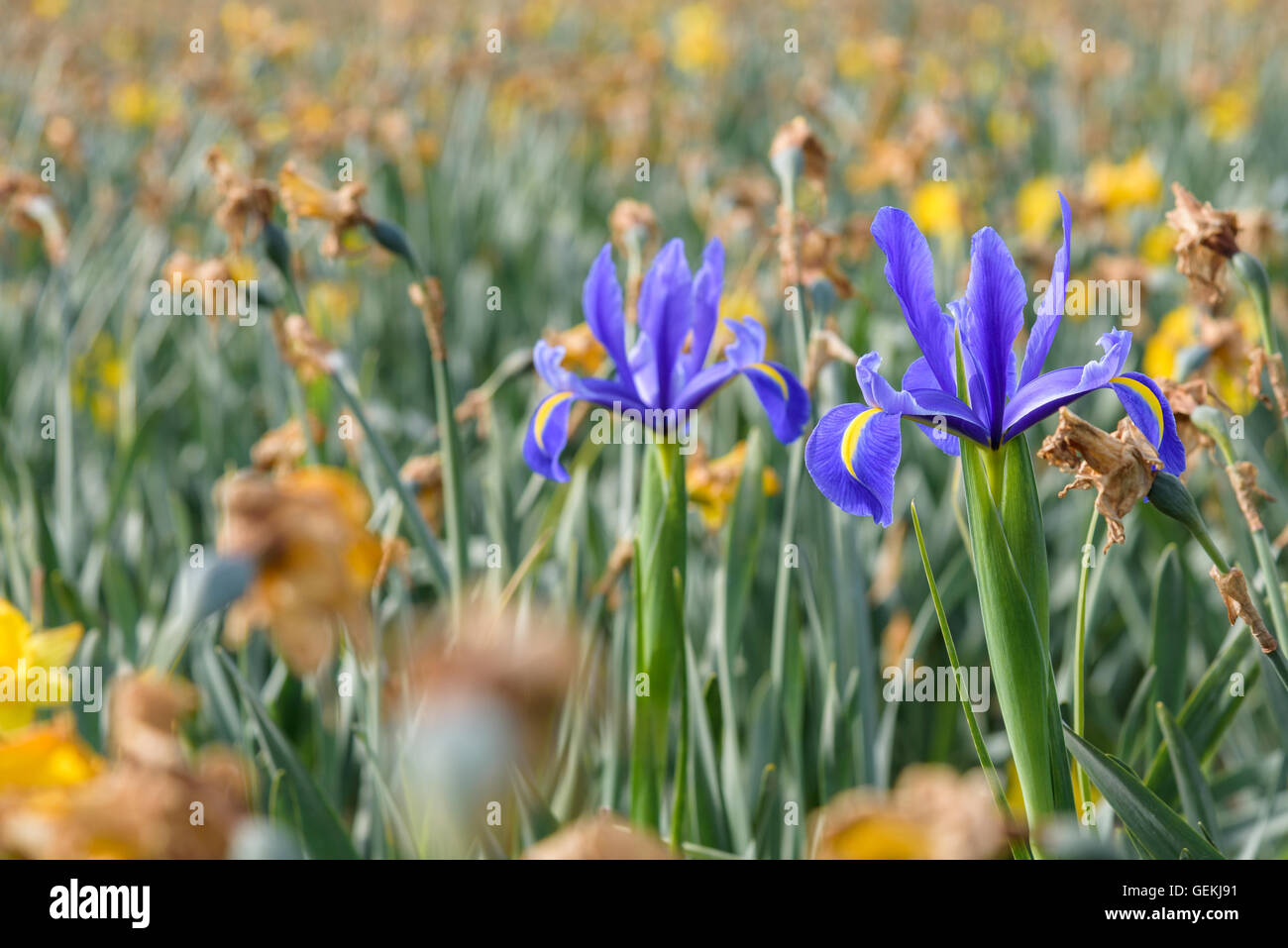 Iris Life Cycle High Resolution Stock Photography and Images - Alamy