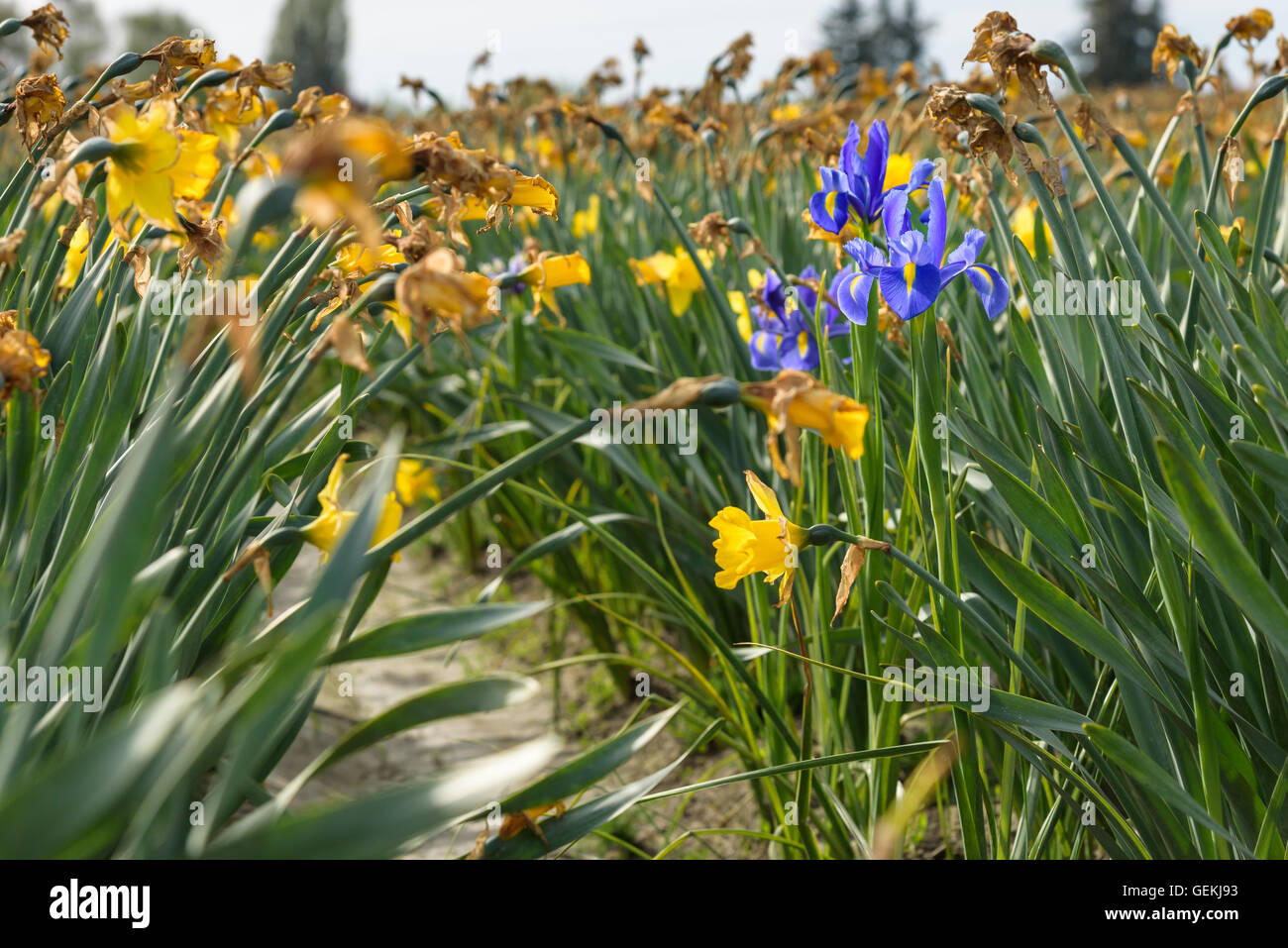 Iris life cycle hi-res stock photography and images - Alamy