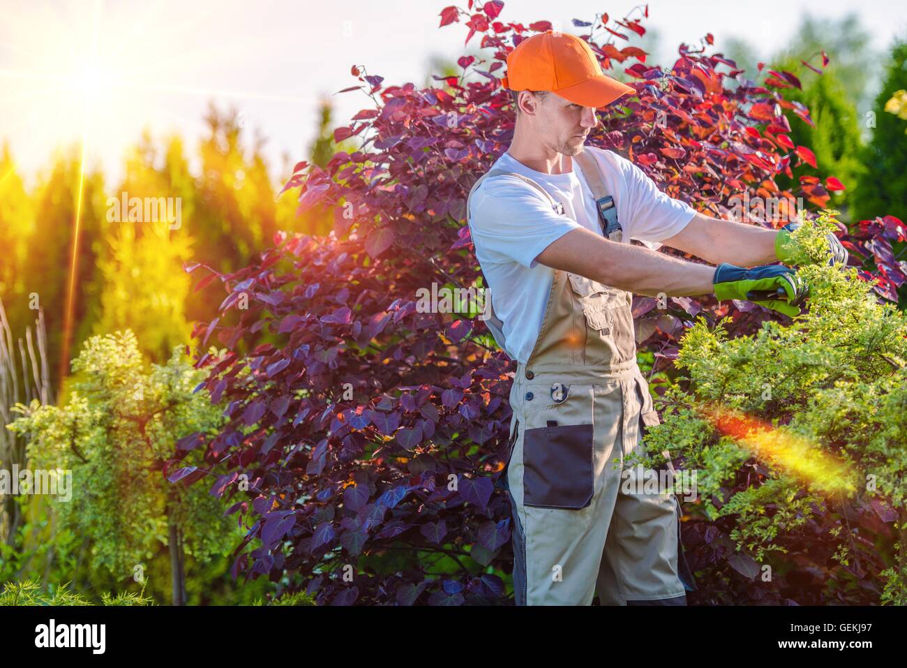 Men Taking Care of Garden. Plants Cutting. Landscaping Works Stock ...