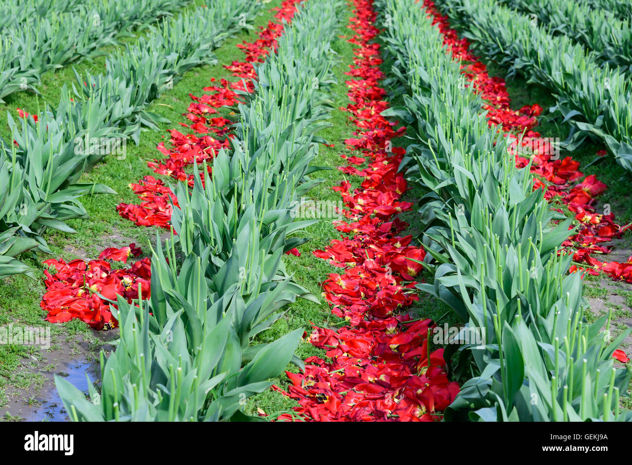 Flower heads cut off hi-res stock photography and images - Alamy