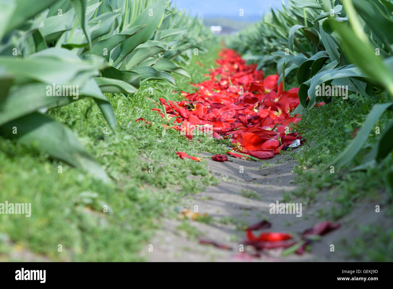 Flower heads cut off hi-res stock photography and images - Alamy