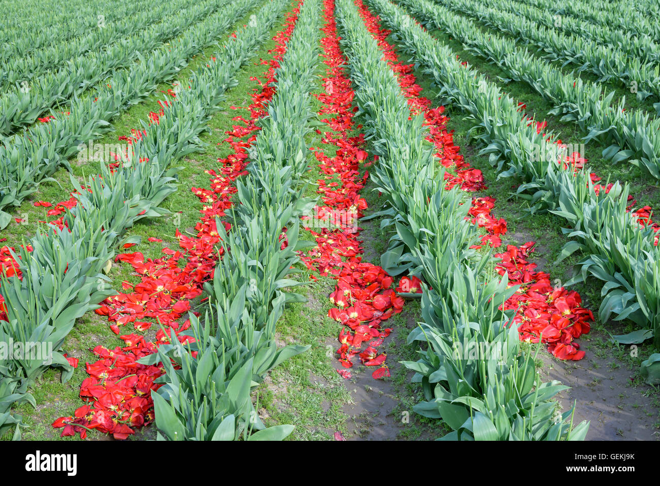 Flower Heads Cut Off High Resolution Stock Photography and Images - Alamy