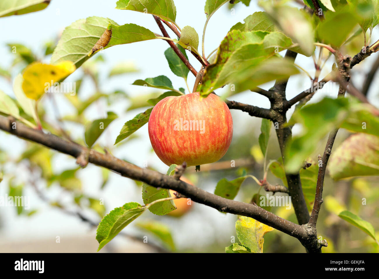 Apple on a branch Stock Photo - Alamy