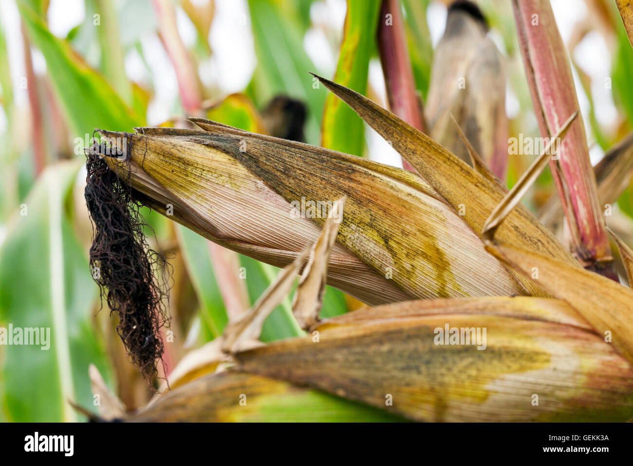 mature corn crop Stock Photo - Alamy