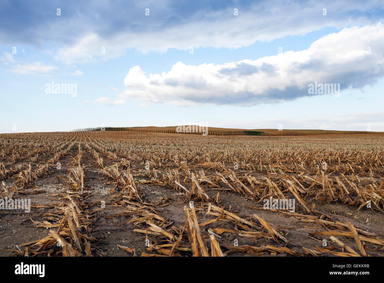 mature corn crop Stock Photo - Alamy
