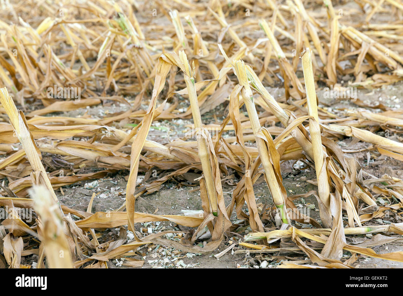 mature corn crop Stock Photo - Alamy