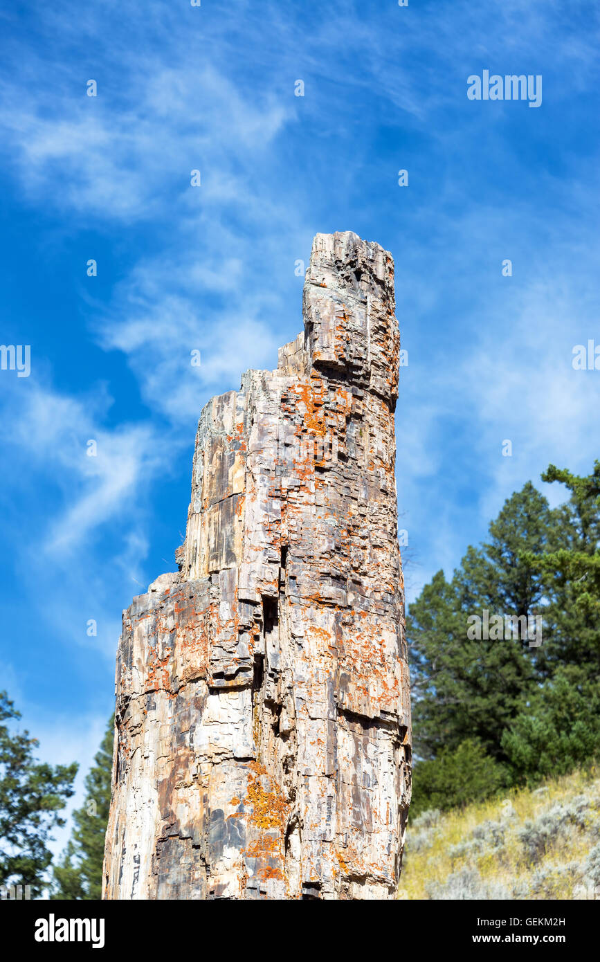 Vertical closeup view of the famous petrified tree in Yellowstone ...