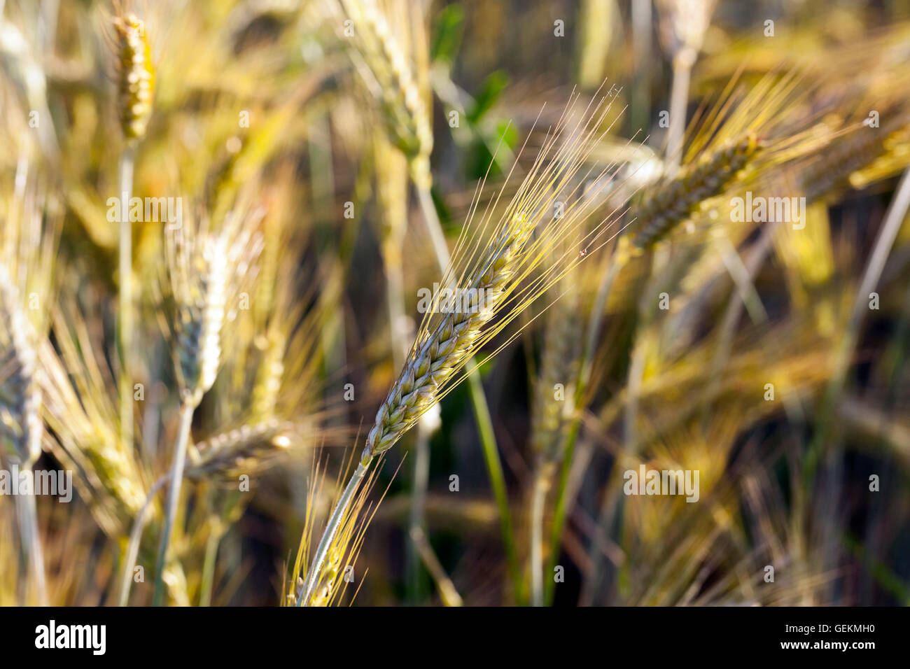 farm field cereals Stock Photo - Alamy
